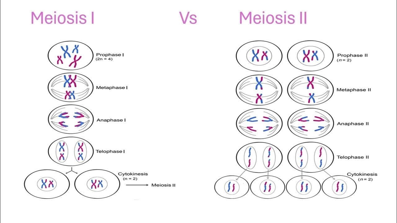 Meiosis I and Meiosis II phases. Simple diagrams showing phases of ...