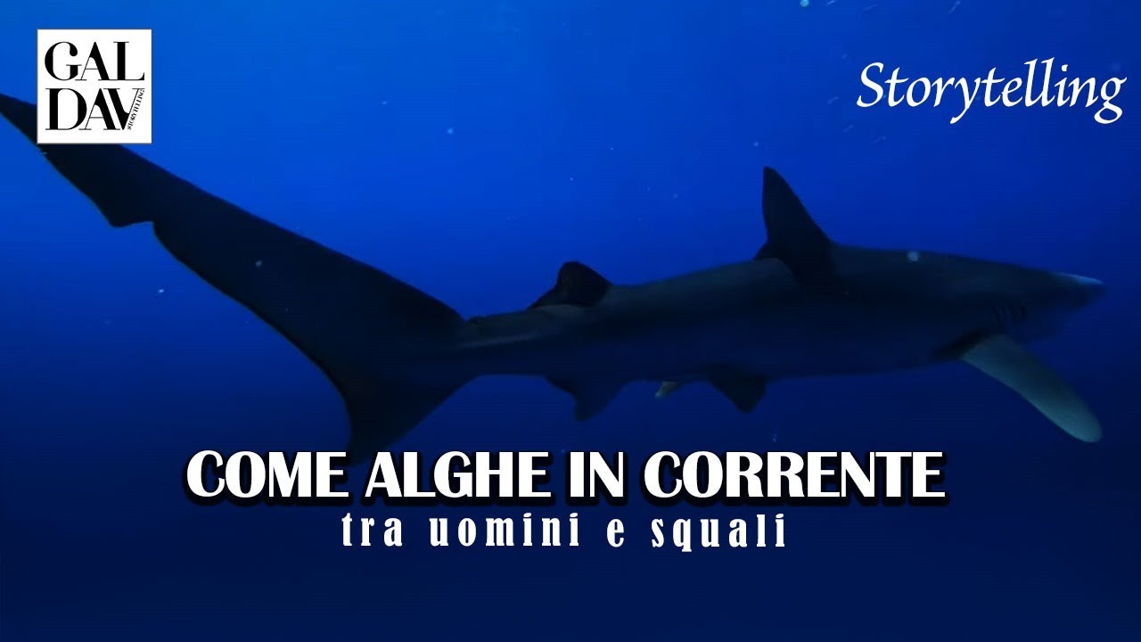 Come alghe in corrente - tra uomini e squali (Un viaggio interiore ...