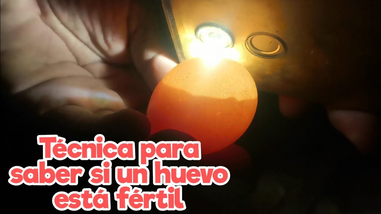 ¿Cómo saber si un huevo está Fértil? (Ovoscopía en HUEVOS DE GALLINA ...