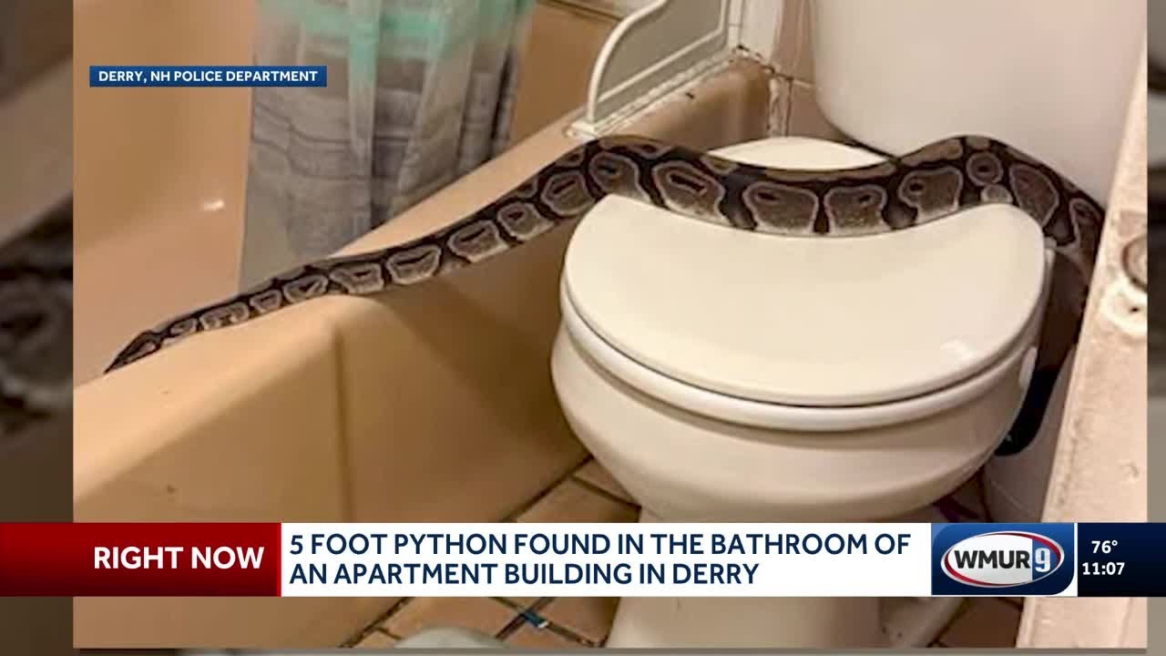 5 foot python found in bathroom of apartment in Derry - YouTube