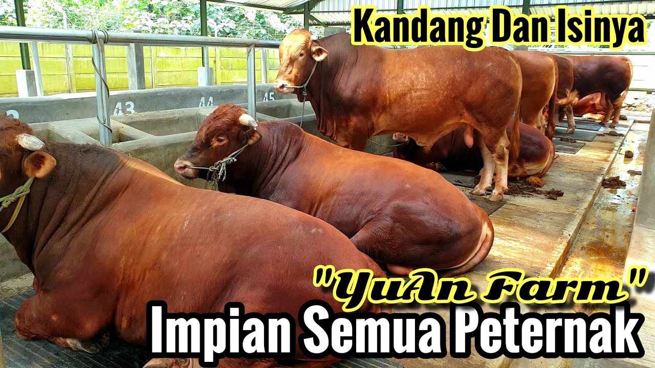 38 Ekor Sapi Super Jumbo Siap Qurban Di Kandang Sapi Modern Impian ...