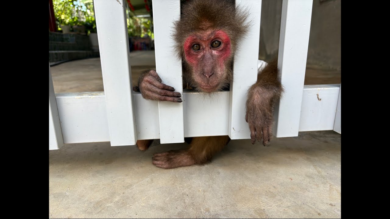 Family monkey Sun Invite everyone to eat corn with monkey Sun - YouTube