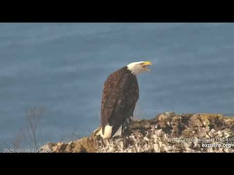 WE.  Intruder alert!  Explore.org 1/18/25