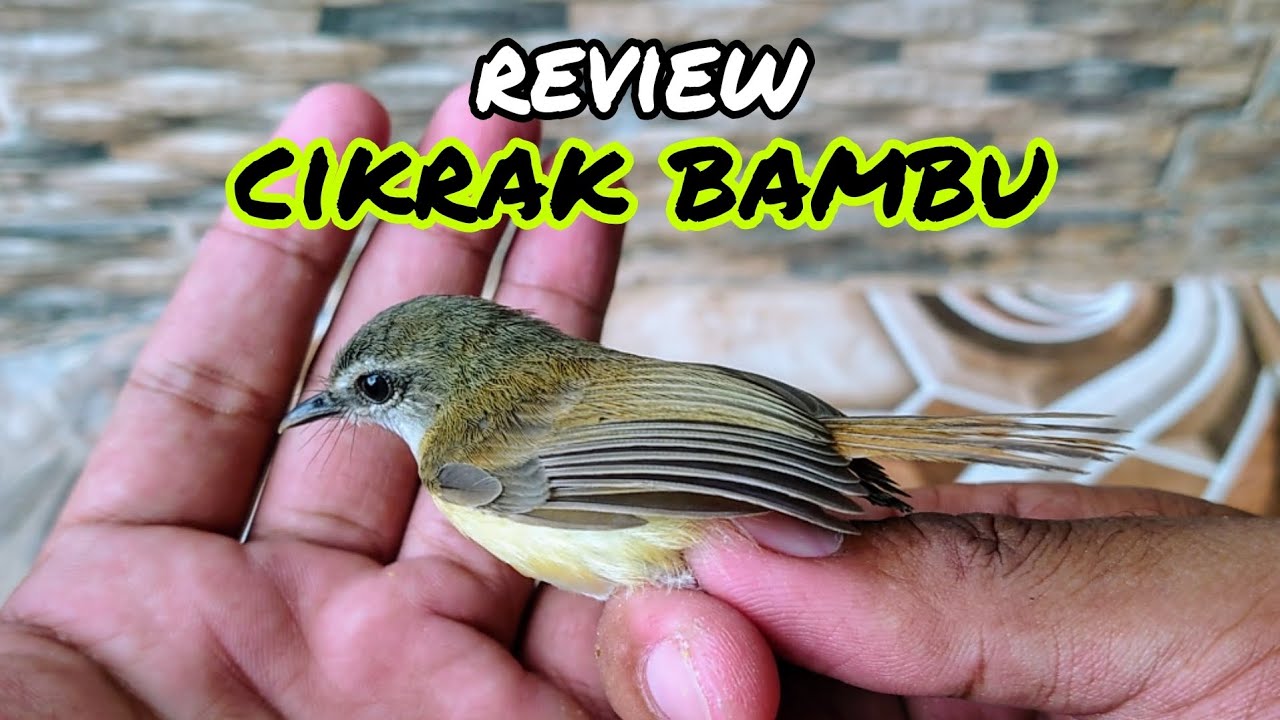 REVIEW BURUNG CIKRAK BAMBU ABROSCOPUS SUPERCILIARIS | CIKRAK BAMBU ...