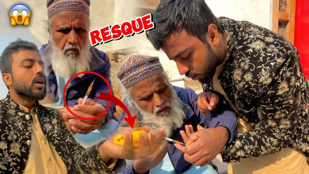 Alhamdulillah Yellow Chick Ko Resque Kar Dia 😳Hen Baby Chicks 🐤 - YouTube