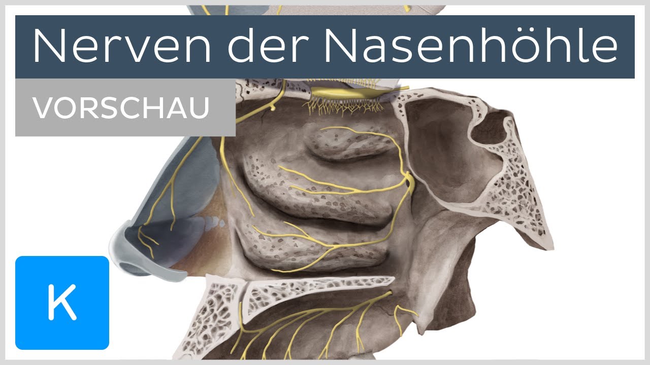 Nasenhöhle: Innervation und Funktion (Vorschau) | Kenhub - YouTube