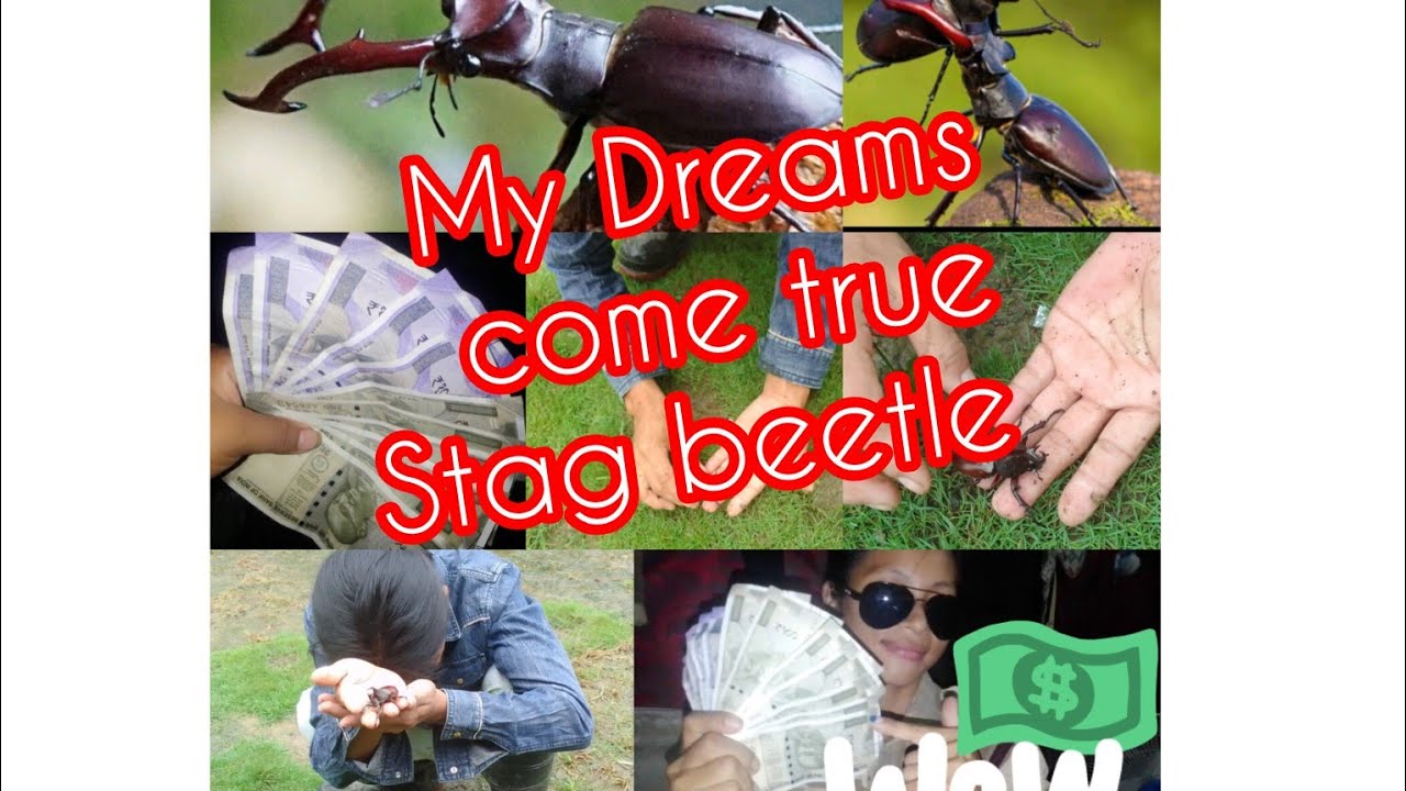 Stag beetle, World most expensive insect// I'm going to find my Dreams ...
