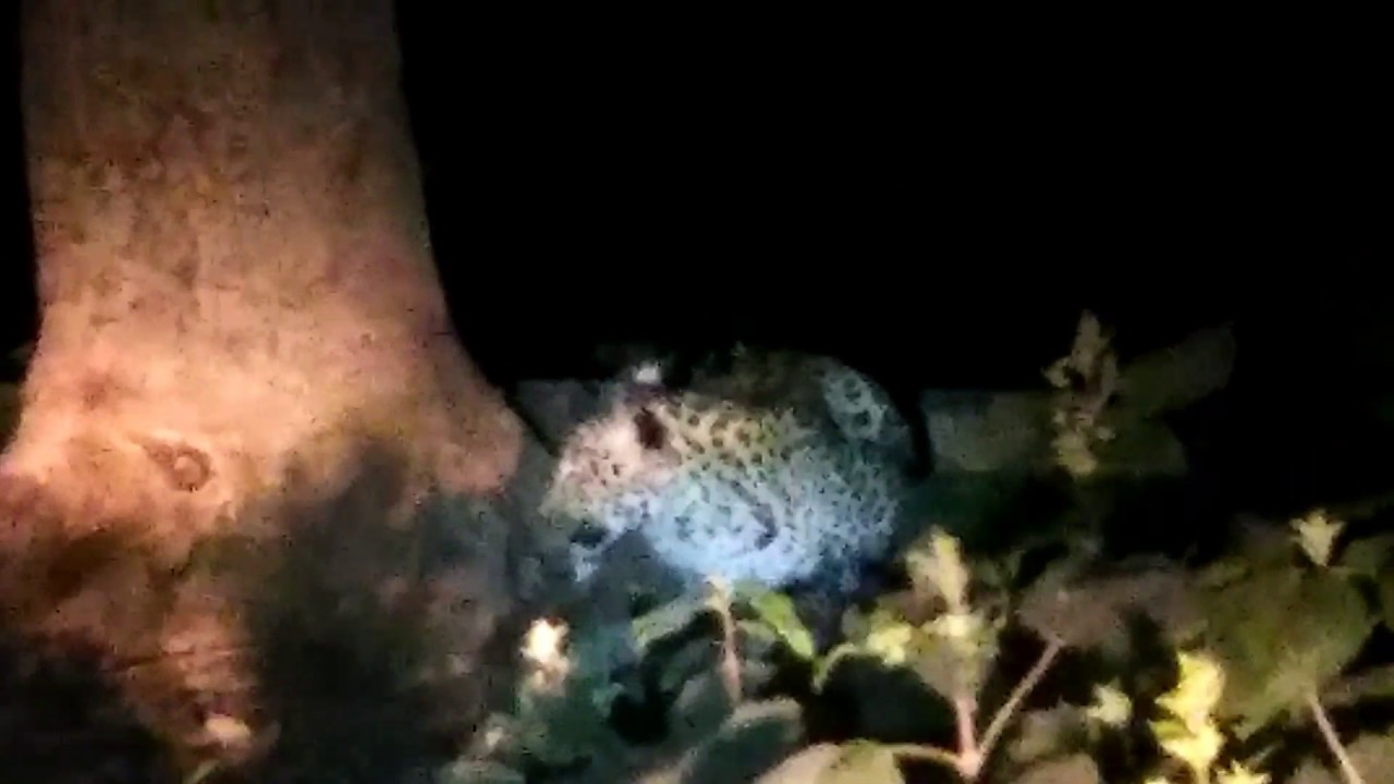 Asrakhera m guldar ki live video - YouTube