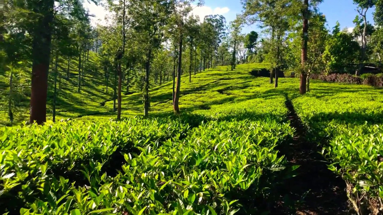 Tea plantation l Devala l Nilgiris - YouTube
