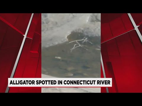 Unusual alligator spotting in Connecticut River - YouTube