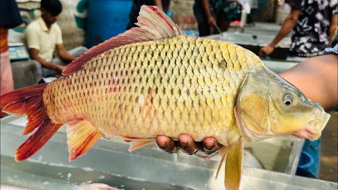 Karfu fish cutting #foryouyoutube - YouTube