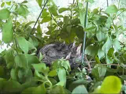 robin pooping - YouTube