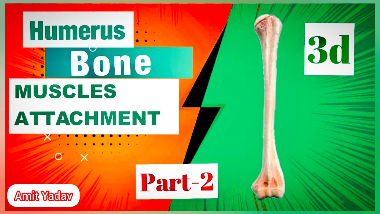 Humerus bone MUSCLES ATTACHMENT 3D ||part-2 || BD Chaurasiya || BAMS ...