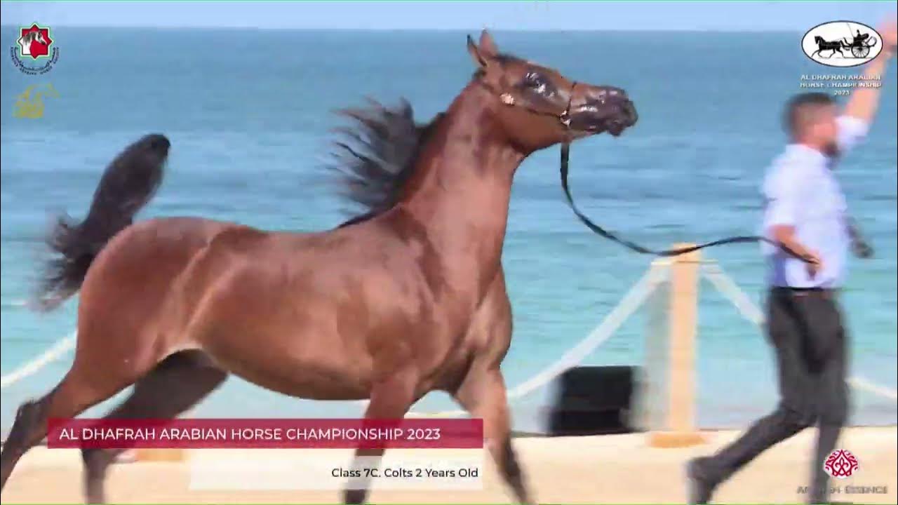 N.431 SHAQRAN ALYAH - Al Dhafrah Arabian Horse Championship 2023 ...