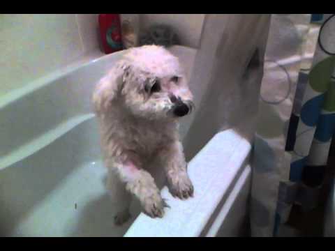 Rocky's Bath or "Wet Putty Dog" (Qwik Vid 6) - YouTube