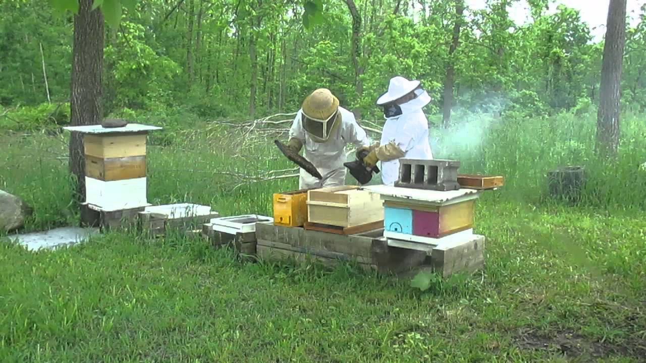 Moving bees to a new hive - YouTube