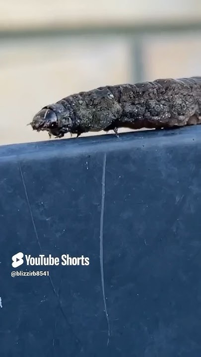 Hungry Caterpillar - YouTube