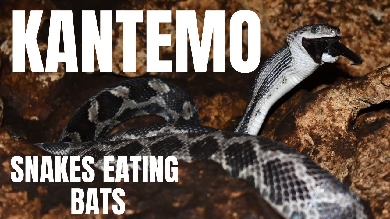Before It Is All Gone | Short Episodes - #2 Kantemo - the cave where ...