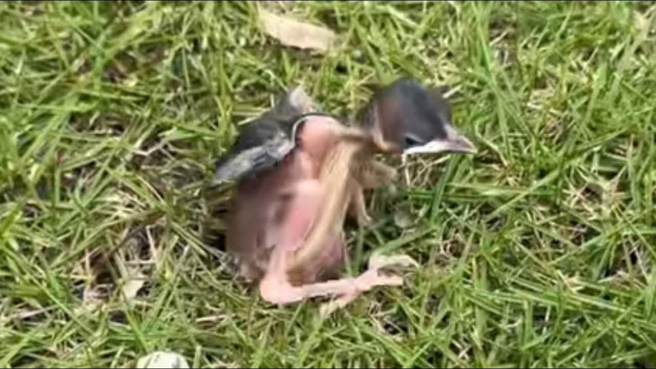 She Found a Helpless Baby Bird on Her Trip — What Happened Next Will ...
