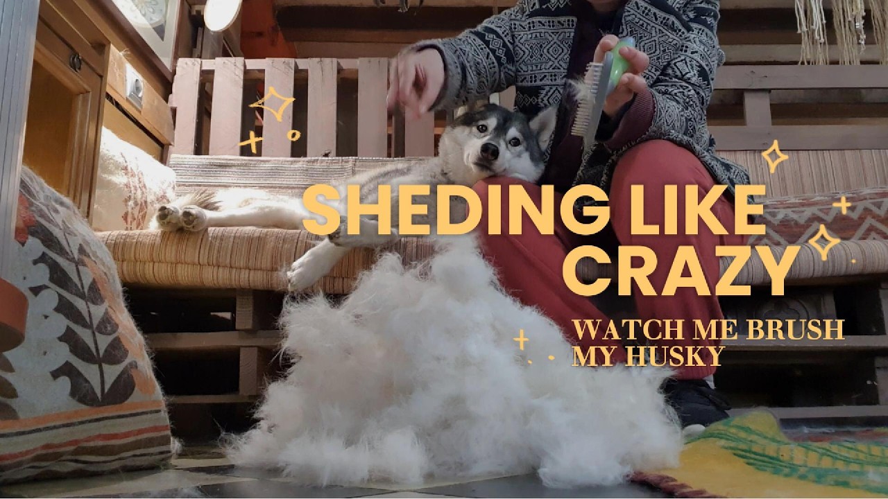 Watch Me Deshed My Husky – SO MUCH FUR! - YouTube