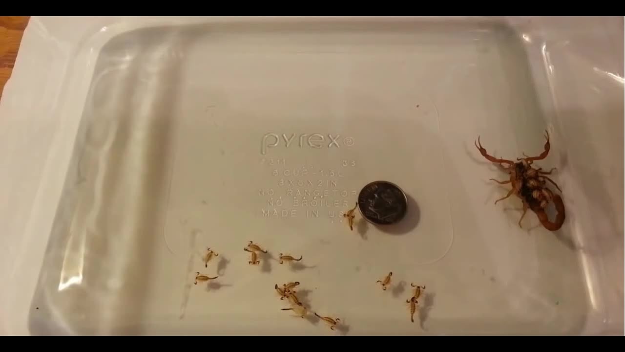 Scorpion Home Birth - YouTube