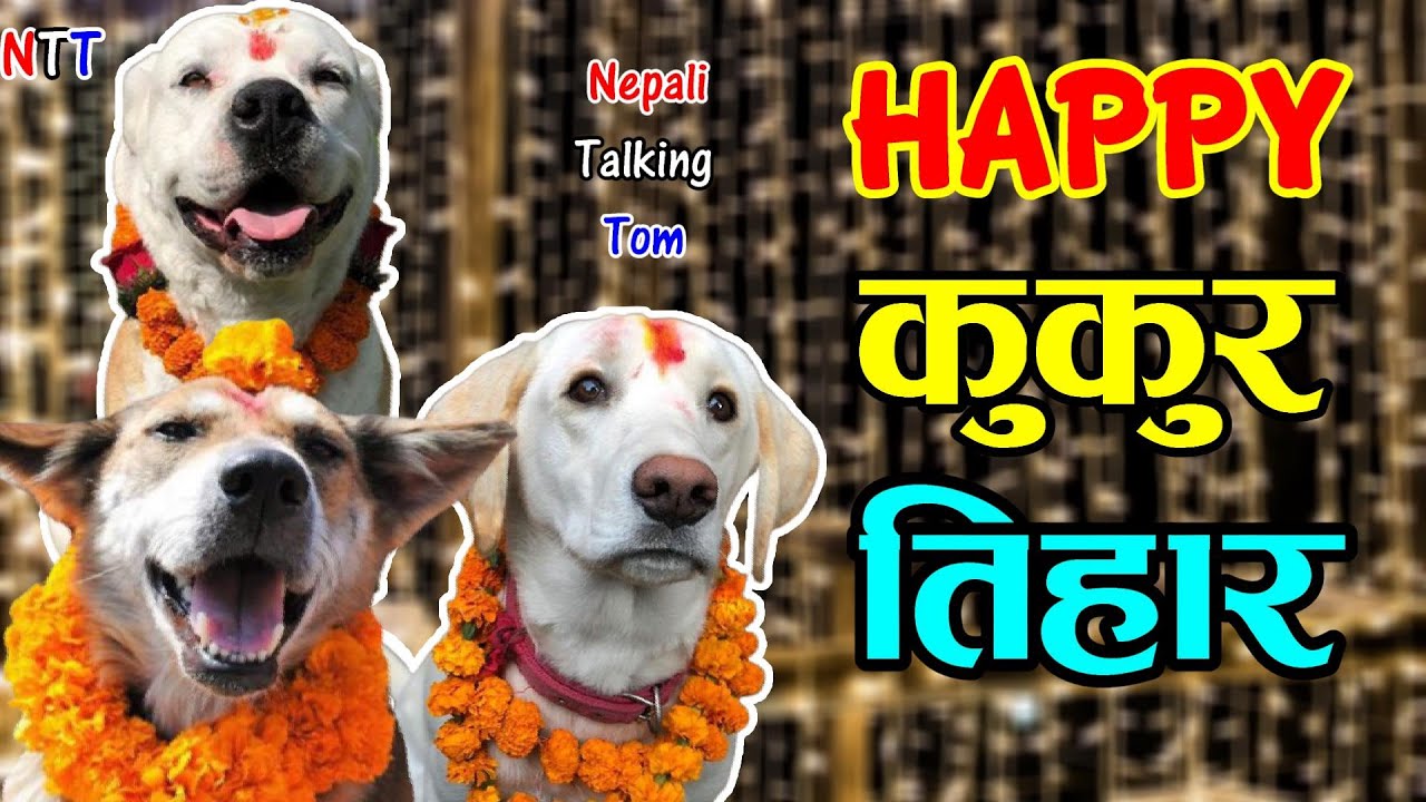 KUKUR TIHAR (कुकुर तिहार) TIHAR Comedy Video - Nepali Talking Tom - YouTube