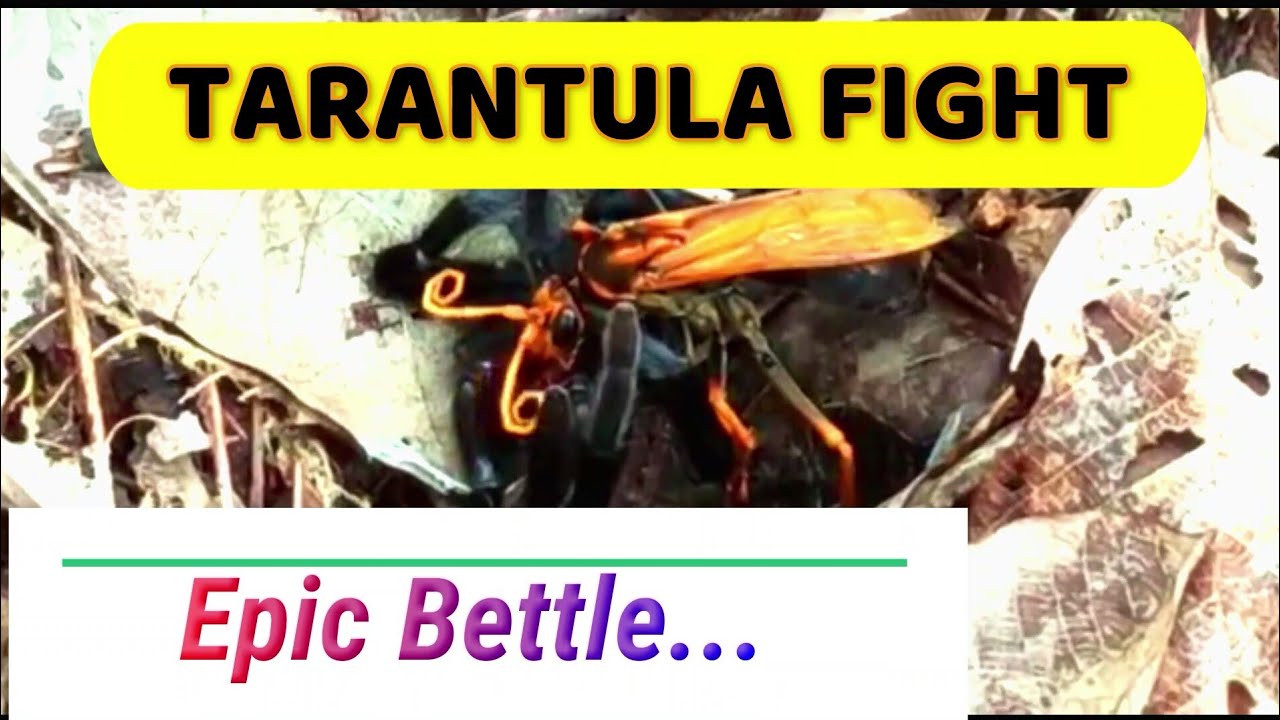 Tarantula VS Tawon Singa - YouTube