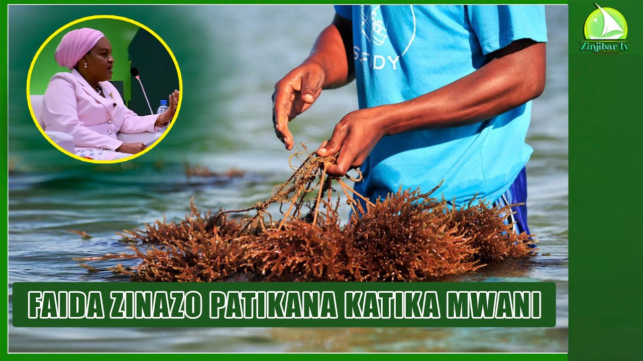 HII NDIO FAIDA INAYO PATIKANA KATIKA MWANI - YouTube