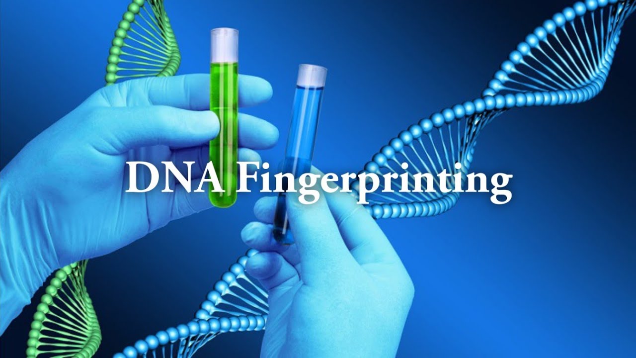 DNA fingerprinting Animation | #NEET #AIIMS - YouTube