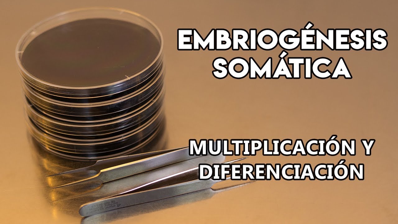 La embriogénesis somática en la vid (IV) - Multiplicación y ...