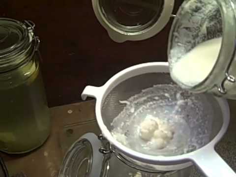 The Kefir Kids: Milk Kefir - YouTube