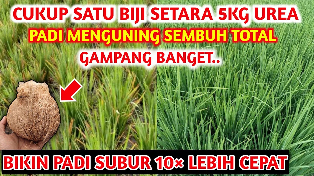Cukup pakai 1 biji Bikin padi subur 10× lebih cepat Pupuk cair untuk ...