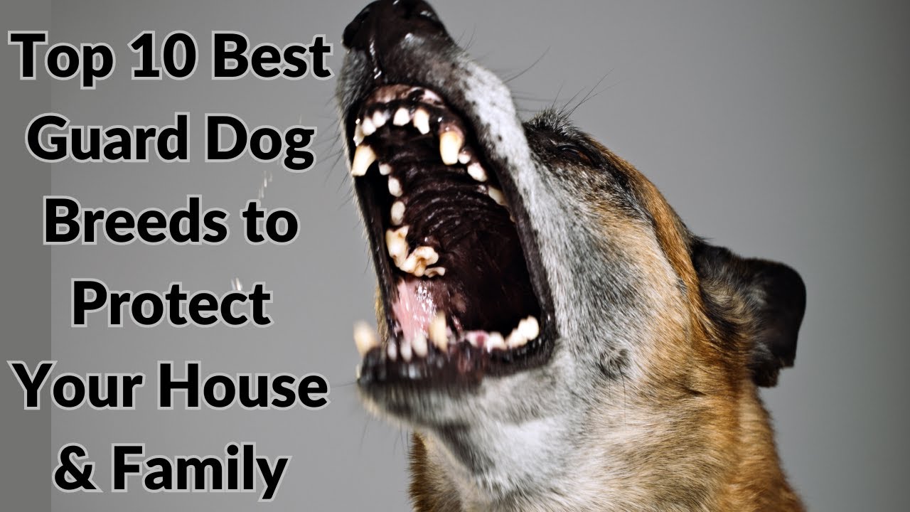Top 10 Best Guard Dog Breeds to Protect Your House and Family - YouTube