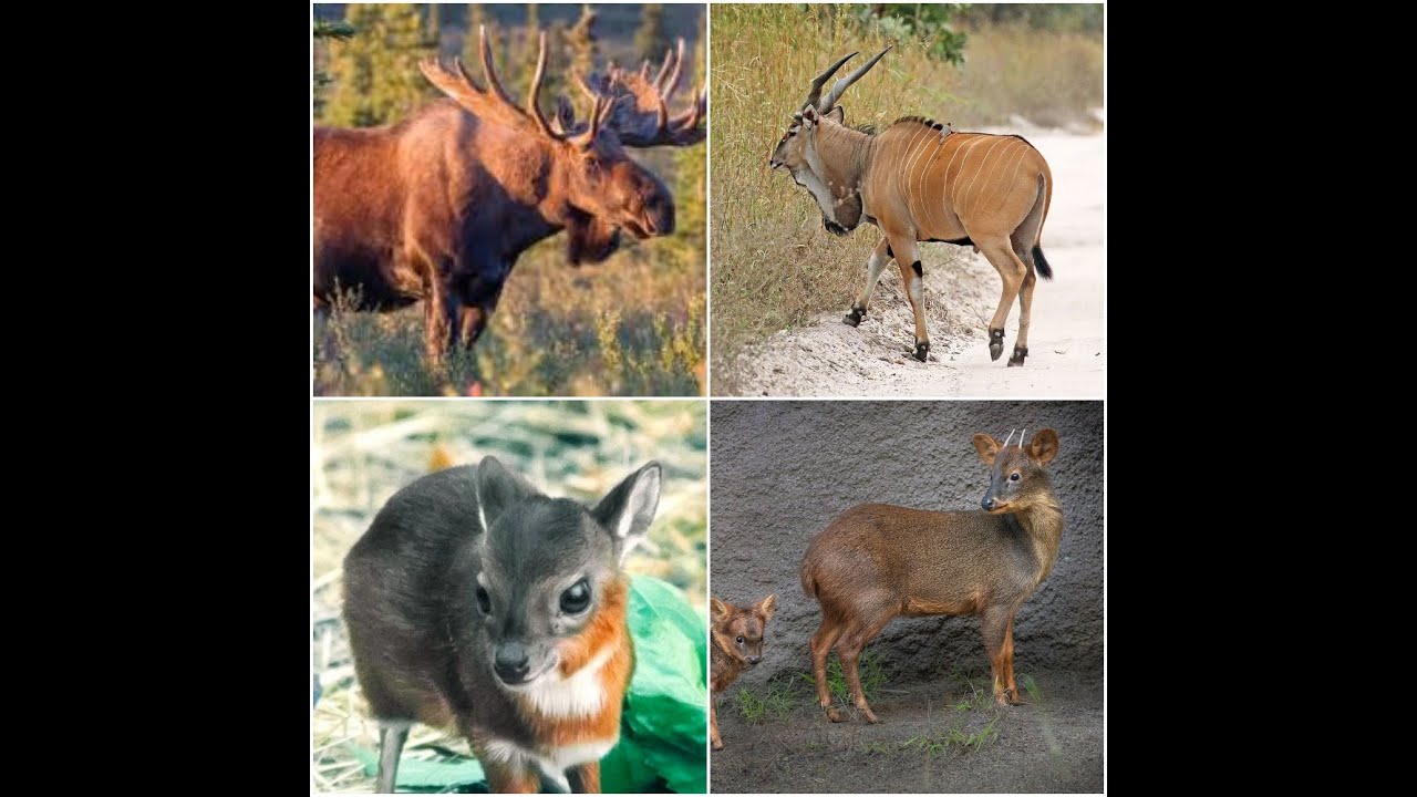 Where the deer and the antelope play. - YouTube