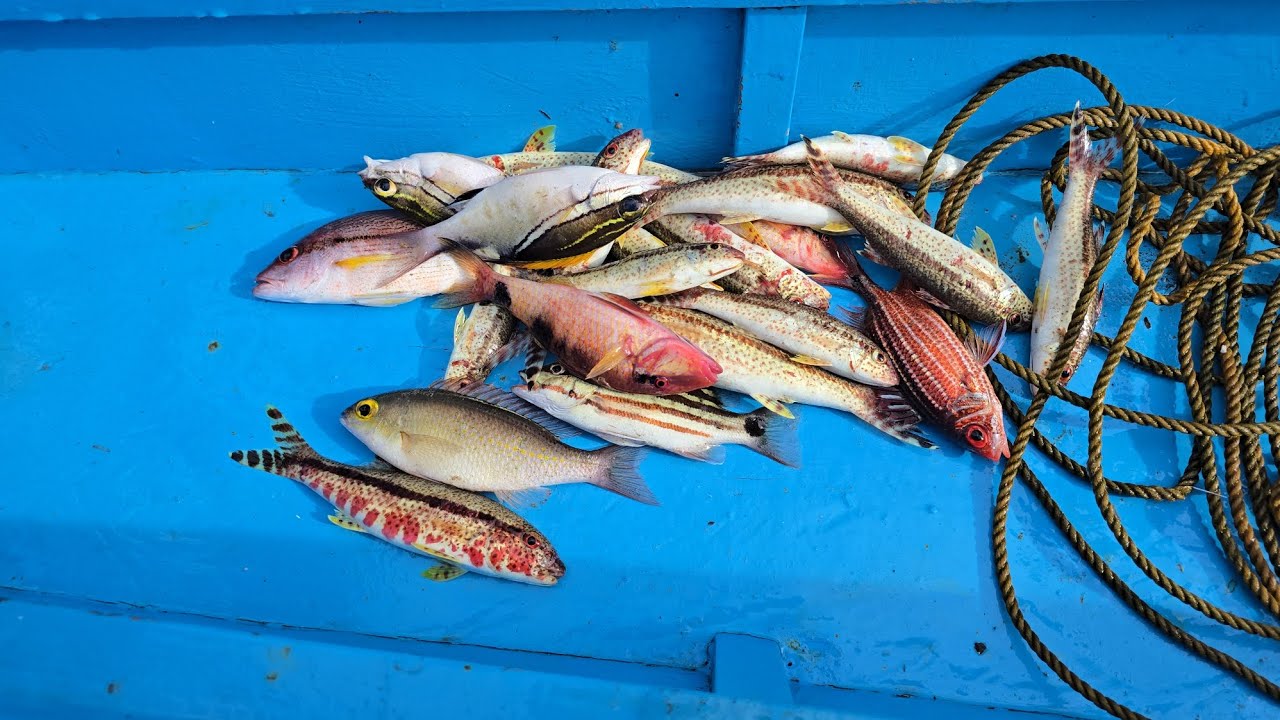 FRESH CATCH FISH TODAY - YouTube