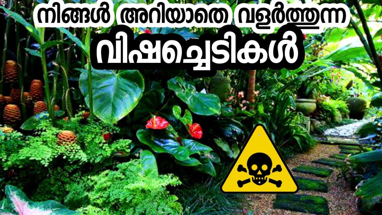 വീടുകളിൽ വളർത്തുന്ന വിഷച്ചെടികൾ|indoor plants malayalam|chedikal ...