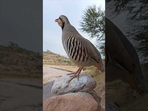 chakor ki awaz #birdsounds #chakorvoice #partridge