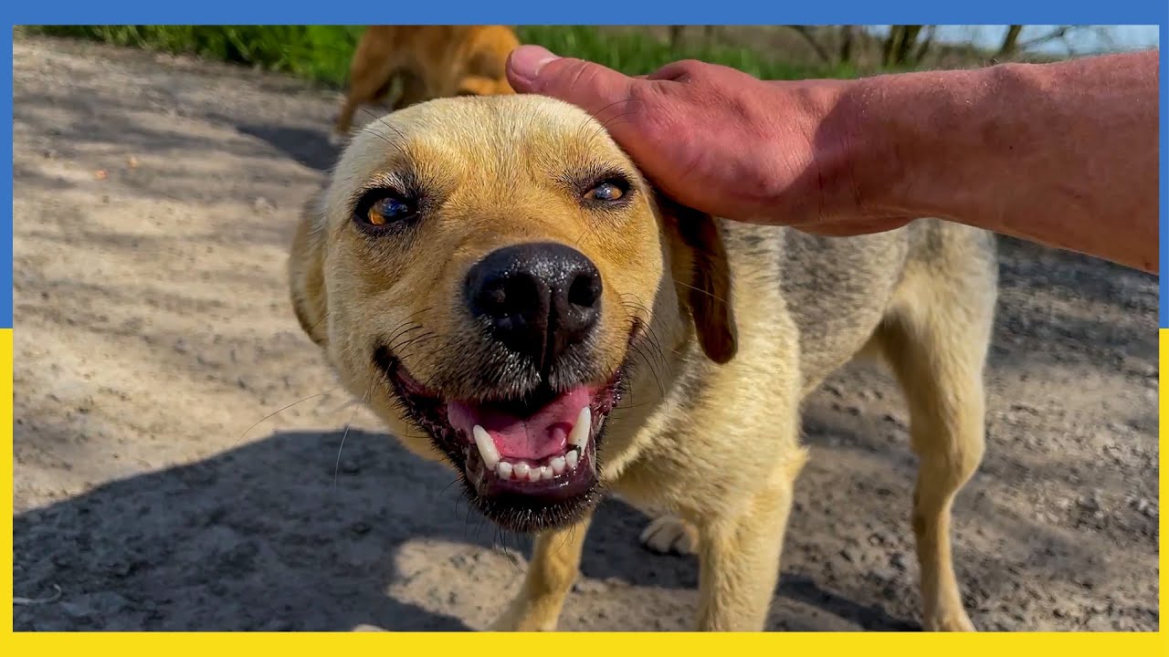 Four hungry stray dogs on the road begging people to feed them - YouTube