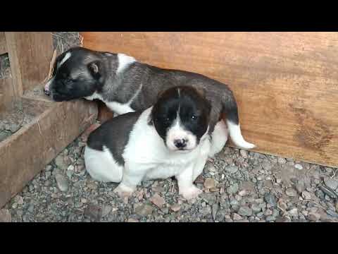 satılık kangal köpeği 05468858919