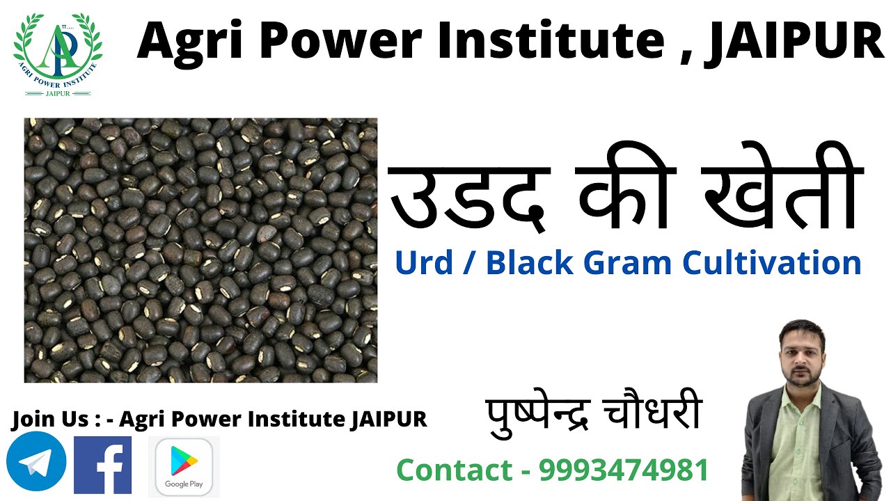 [05] Pulses || Urd daal || Black gram cultivation || Pushpendra ...