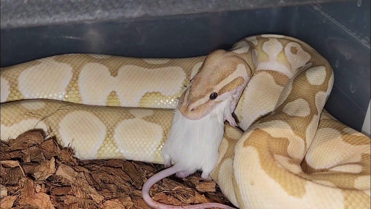 Python Feeding / Warning Live Feeding Video Documentation - YouTube