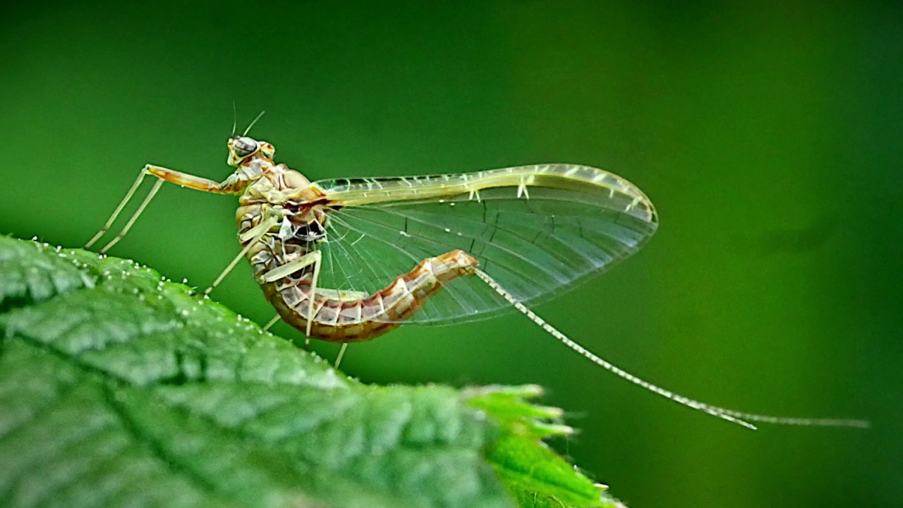 May Insects - YouTube