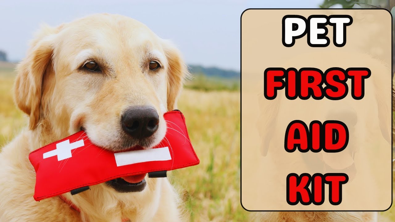 Pet First-Aid Kit 🐶 Your Essential Guide - YouTube