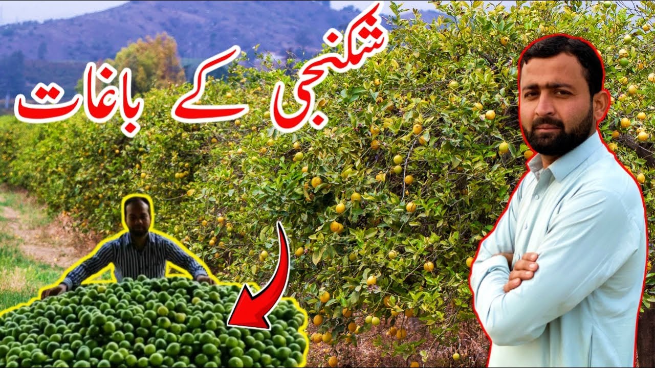 HOW TO GROW LEMON PLANT || LEMON FARMING BUSINESS IN PAKISTAN || ASIAN ...