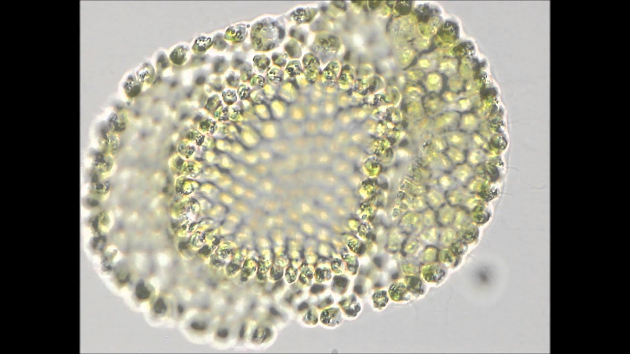 Volvox globator inverser "Embryo" - YouTube
