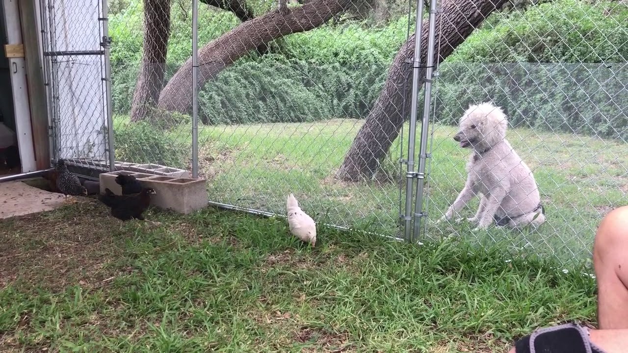 Julie Shows them who is Queen of the Backyard! - YouTube