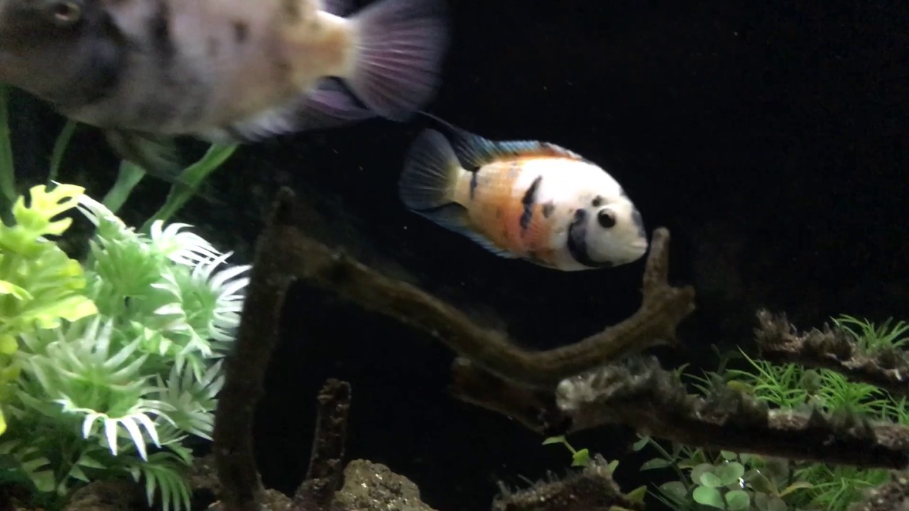 Calico convict cichlids with some fry, very colorful - YouTube