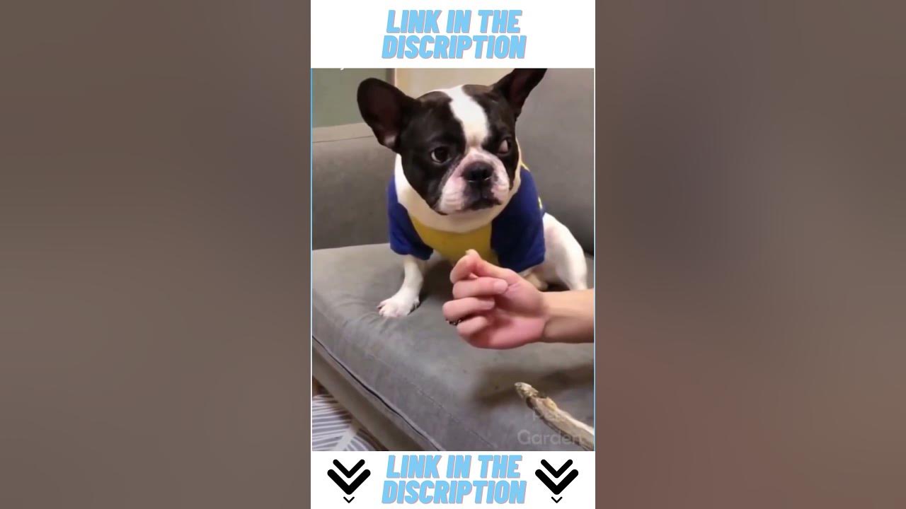 Cute Things Puppies Do Dog Challenge Funny Animals Video Compilations cute-things-puppies-do-dog-challenge-funny-animals-video-compilations