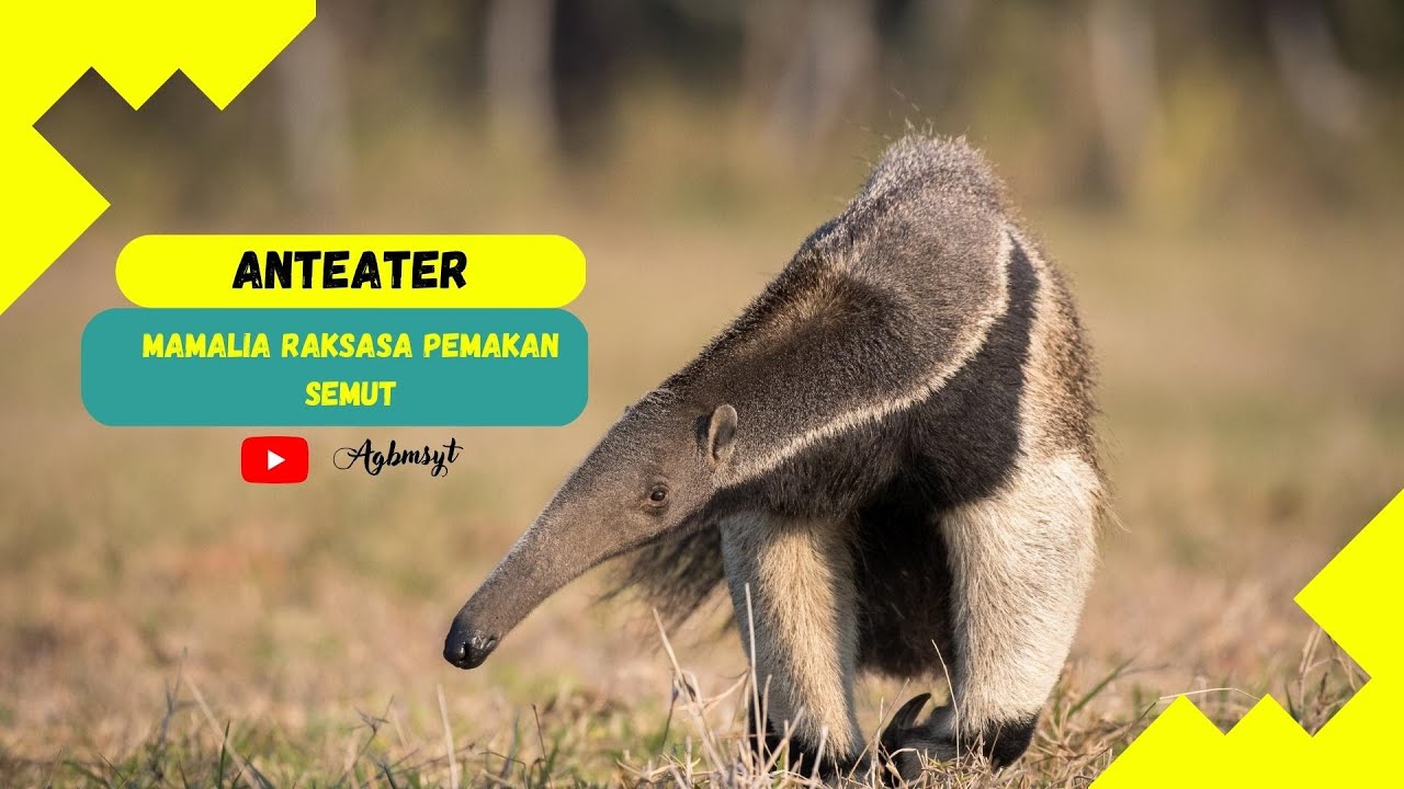Anteater Mamalia Raksasa Pemakan Semut - YouTube