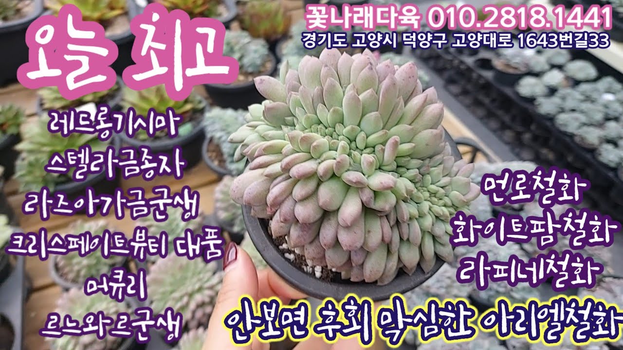 오늘 꽃나래다육은 철화 최고 아리엘철화는 꼭 챙겨가세요질리언금군생스텔라머큐리레드롱기시마르느와르군생매직뷰티군생크리스